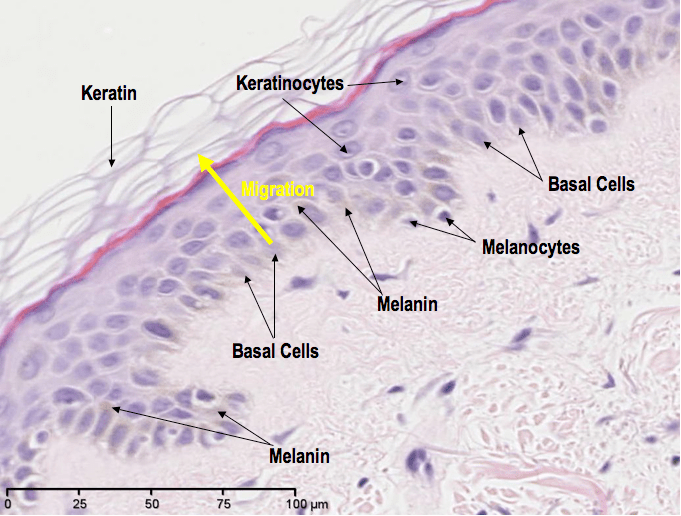 HistoQuarterly: SKIN | Histology Blog