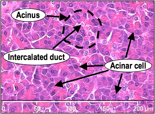 HistoQuarterly: PANCREAS | Histology Blog