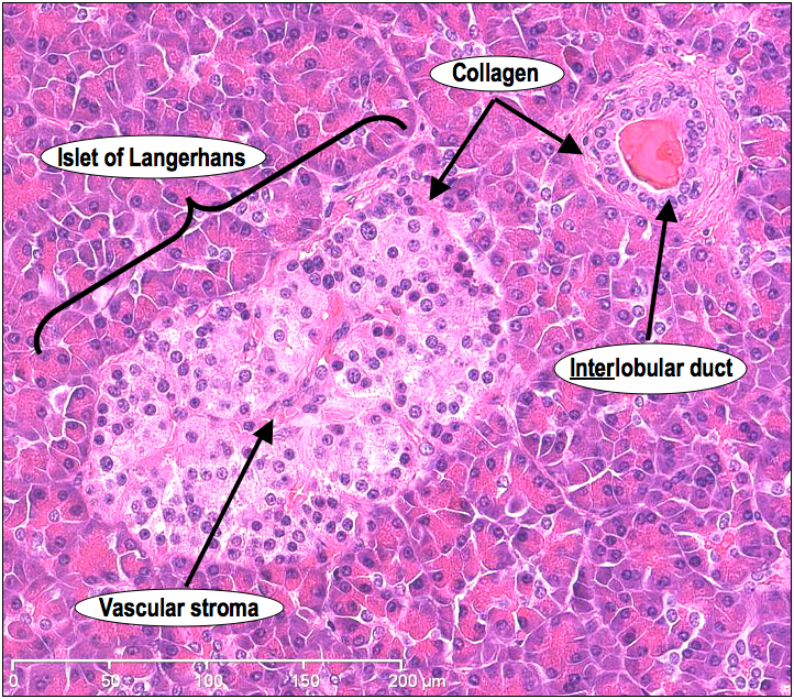 HistoQuarterly: PANCREAS | Histology Blog