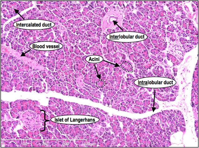 Pancreas Slide Labeled Alpha Cells