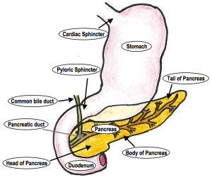 HistoQuarterly: PANCREAS | Histology Blog