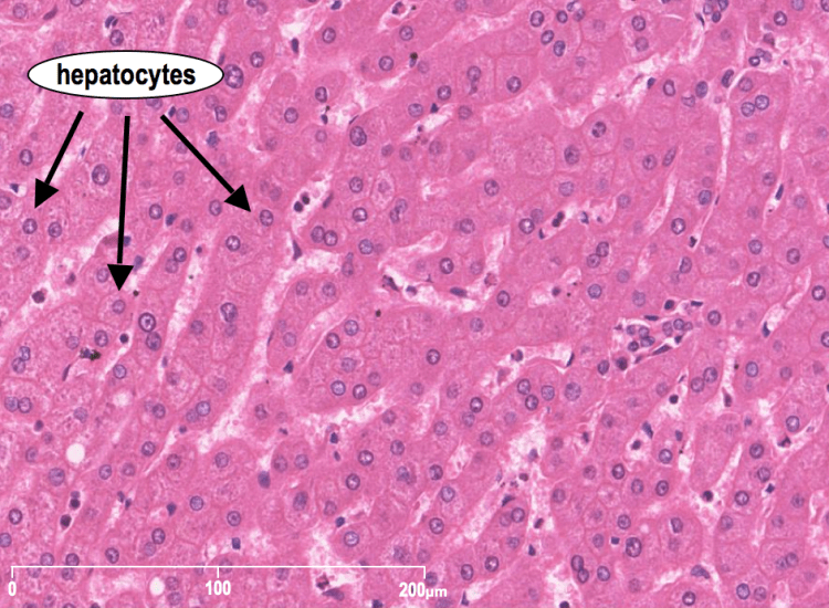 HistoQuarterly: LIVER | Histology Blog