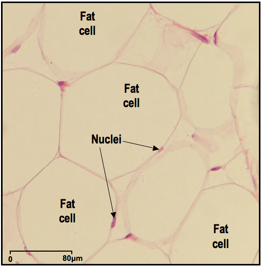 HistoQuarterly: BREAST | Histology Blog