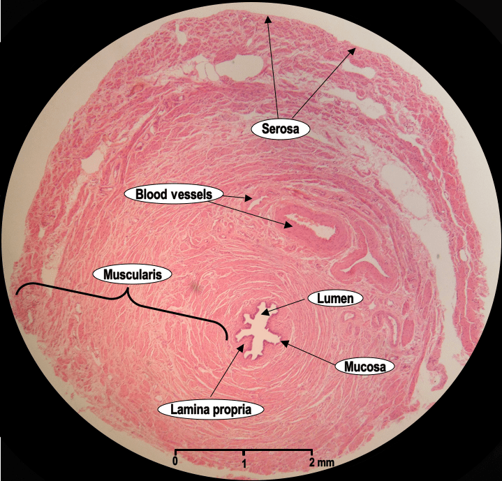 HistoQuarterly: FALLOPIAN TUBE | Histology Blog