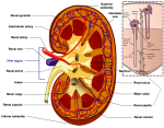 HistoQuarterly: KIDNEY | Histology Blog