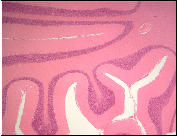 HistoQuarterly: THE TISSUE TEST | Histology Blog