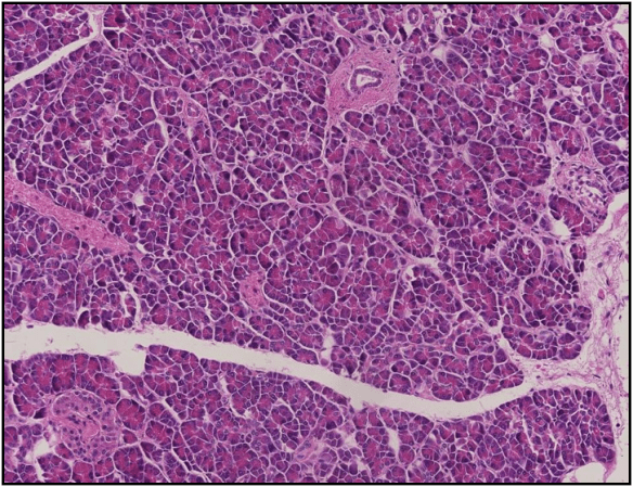 Histoquarterly Pancreas Histology Blog