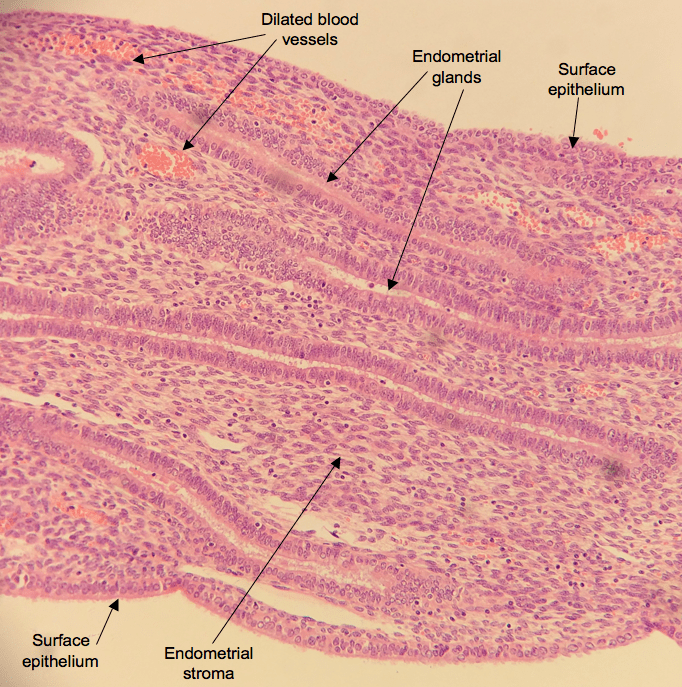 HistoQuarterly: ENDOMETRIUM | Histology Blog