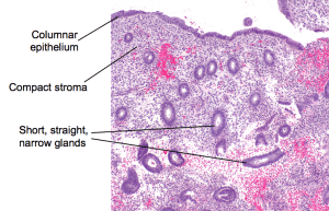 HistoQuarterly: ENDOMETRIUM | Histology Blog