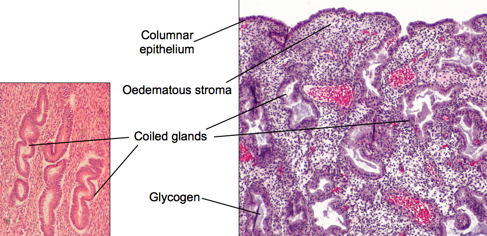 HistoQuarterly: ENDOMETRIUM | Histology Blog