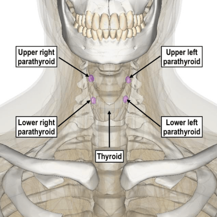 HistoQuarterly: PARATHYROID GLAND | Histology Blog